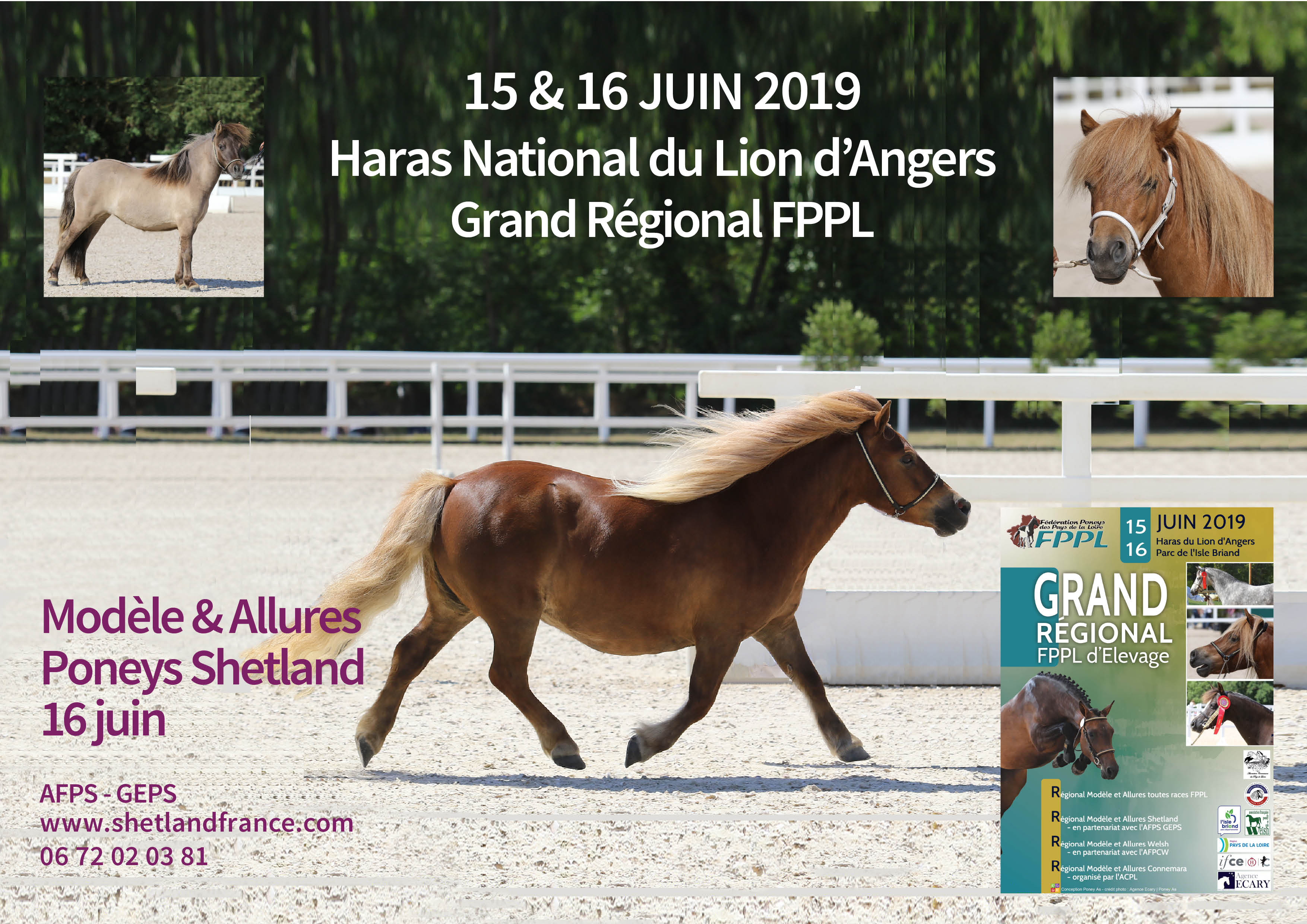 Infos chevaux - Les Haras nationaux